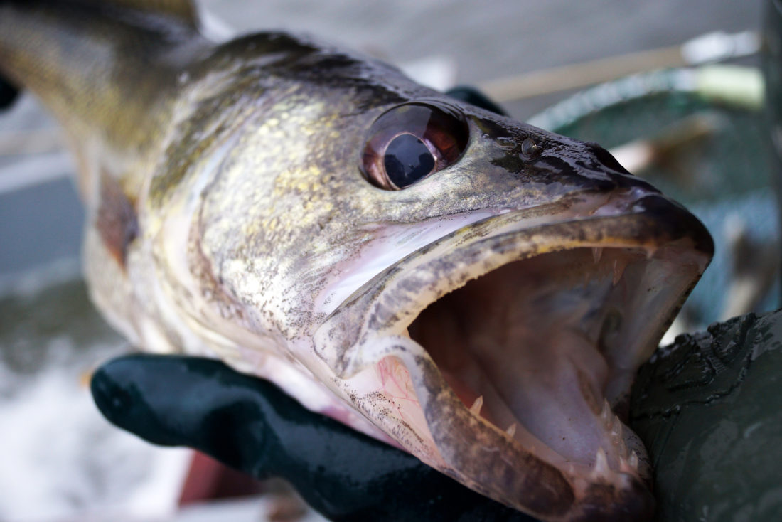 Walleye — sought-out species in state’s freshwaters | News, Sports ...